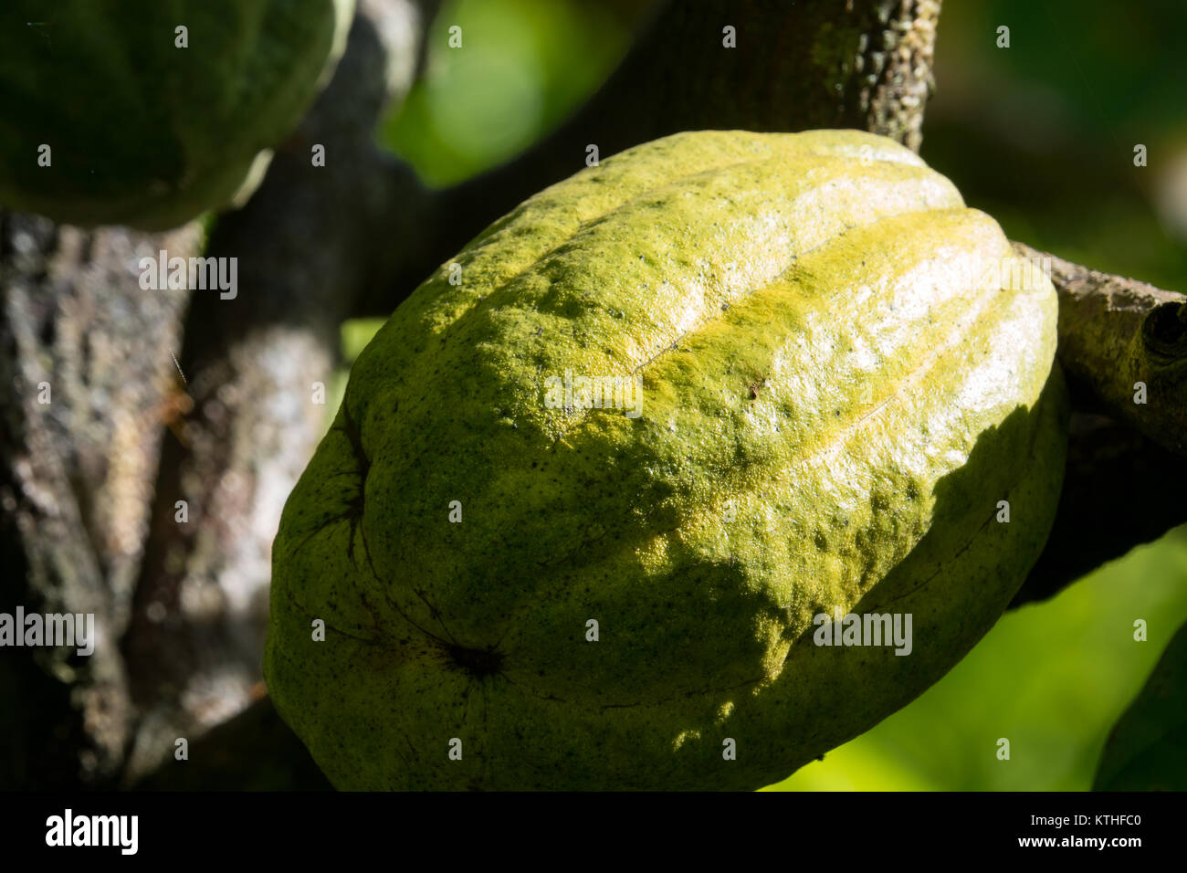 Close up of yellow-orange cacao cocoa fruit or pod in the sunny day on ...
