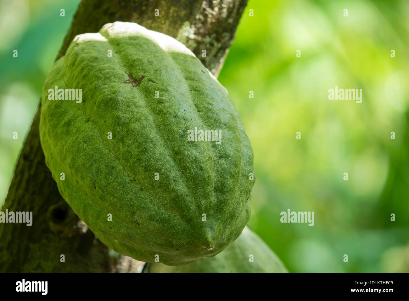 Close up of yellow-orange cacao cocoa fruit or pod in the sunny day on ...