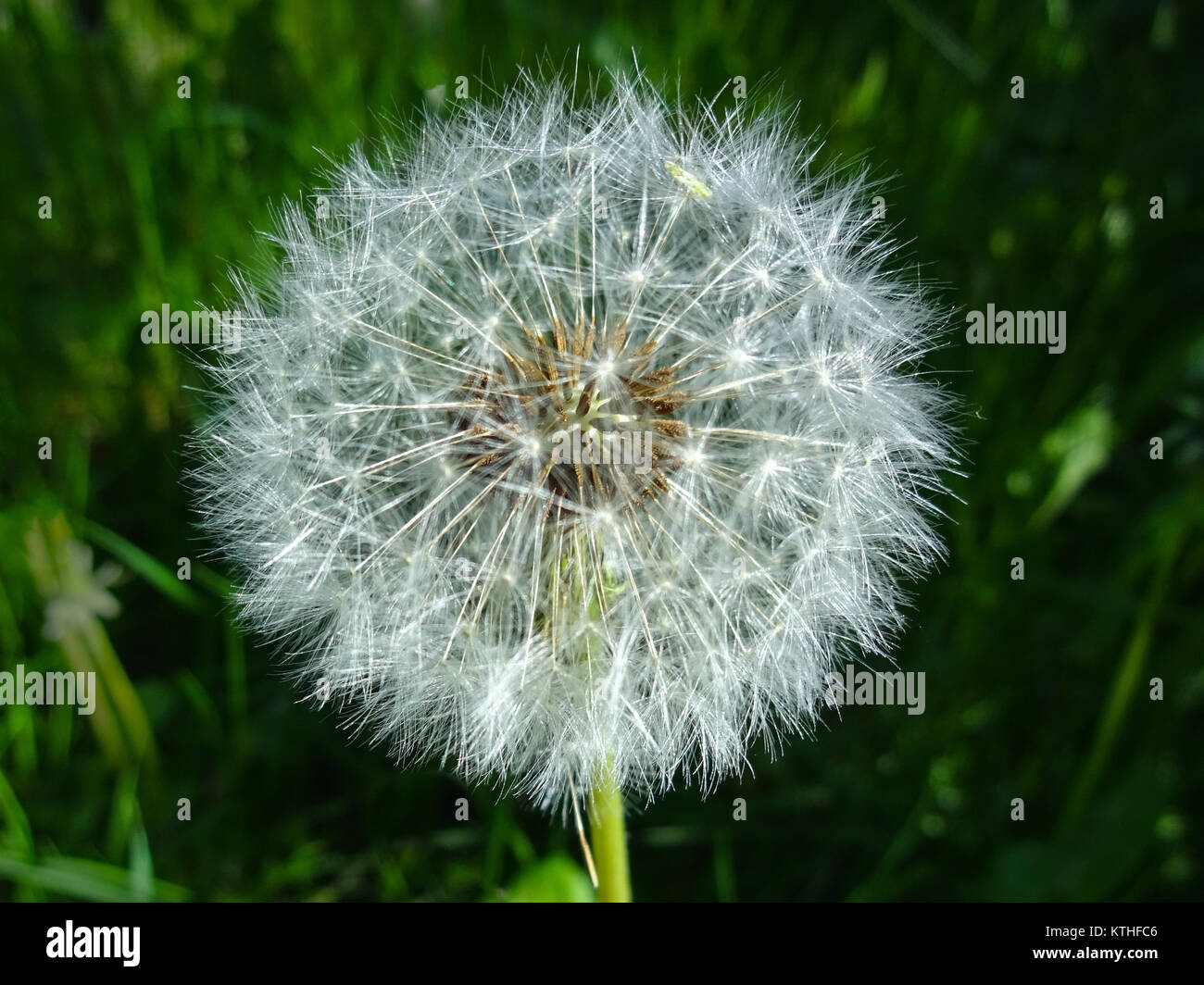 blowball flower - dandelion flower closeup Stock Photo - Alamy