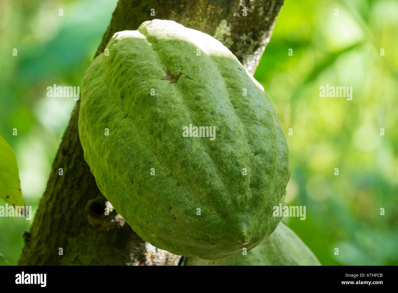 Close up of yellow-orange cacao cocoa fruit or pod in the sunny day on ...