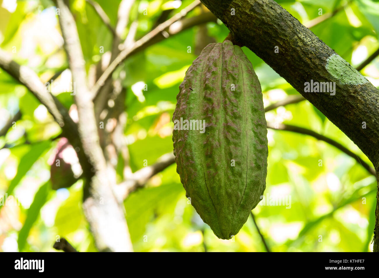 Close up of yellow-orange cacao cocoa fruit or pod in the sunny day on ...