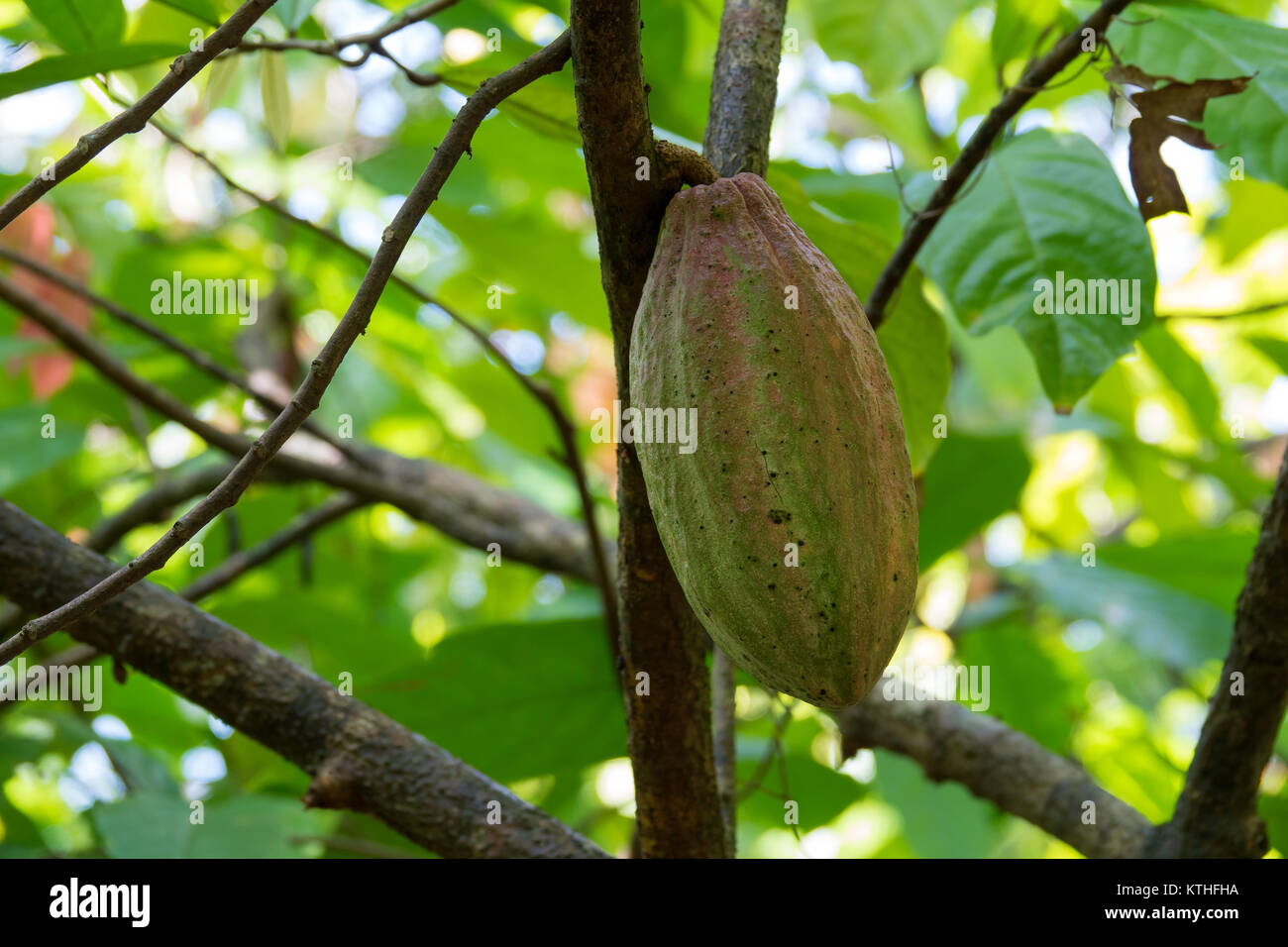 Close up of yellow-orange cacao cocoa fruit or pod in the sunny day on ...