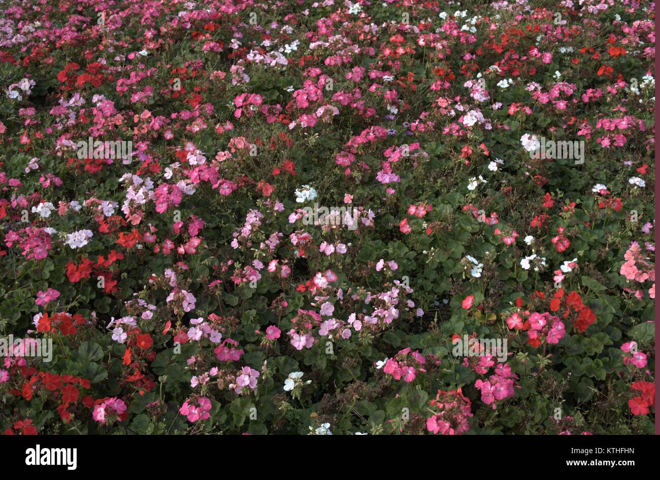 roses bush background Stock Photo - Alamy