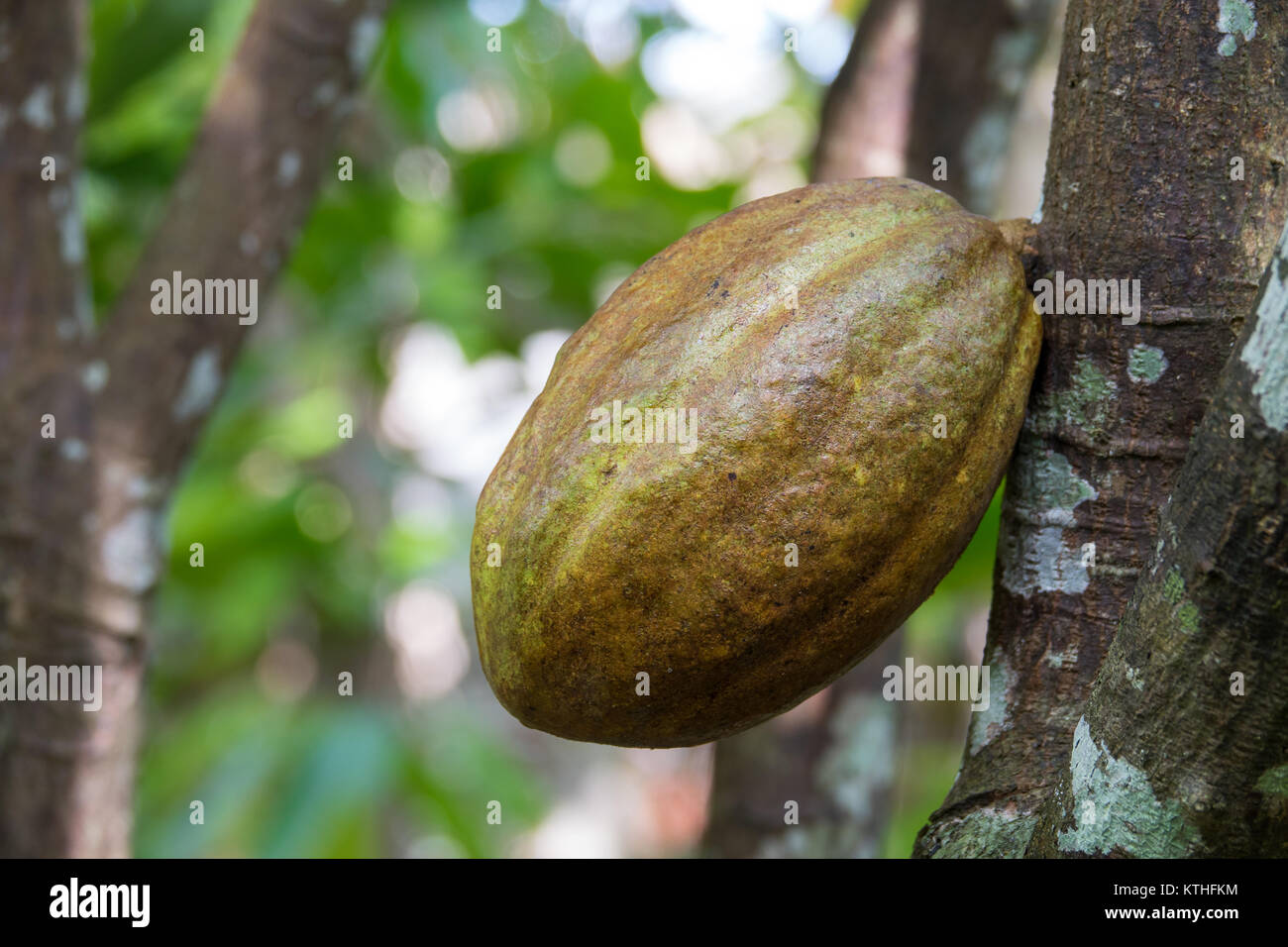Close up of yellow-orange cacao cocoa fruit or pod in the sunny day on ...