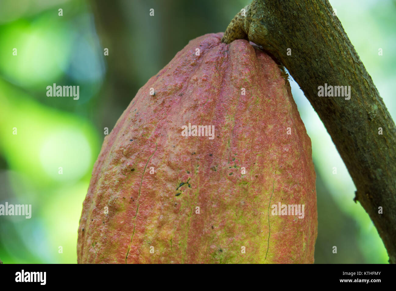 Close up of yellow-orange cacao cocoa fruit or pod in the sunny day on ...