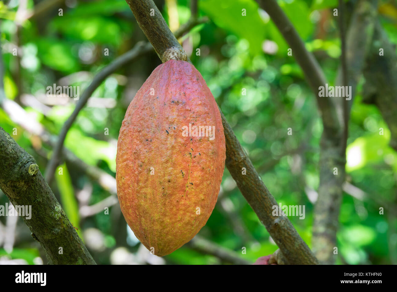 Close up of yellow-orange cacao cocoa fruit or pod in the sunny day on ...