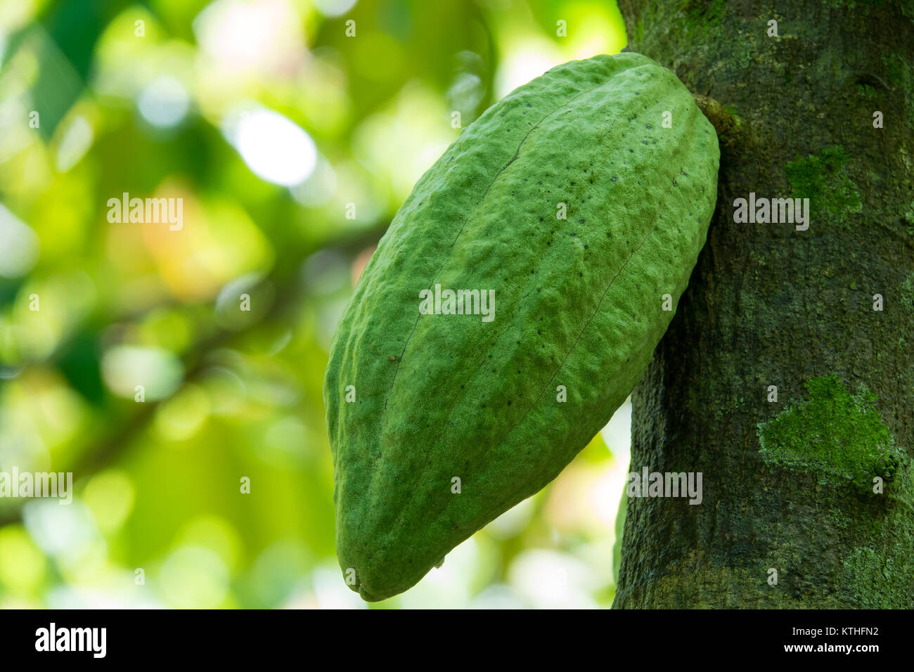 Close up of yellow-orange cacao cocoa fruit or pod in the sunny day on ...