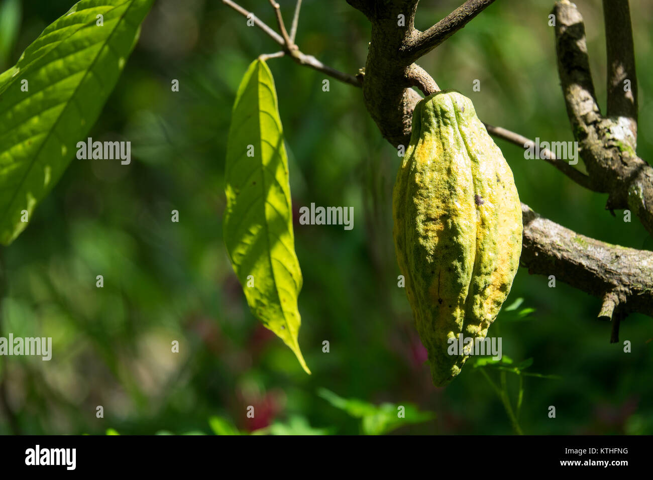 Close up of yellow-orange cacao cocoa fruit or pod in the sunny day on ...