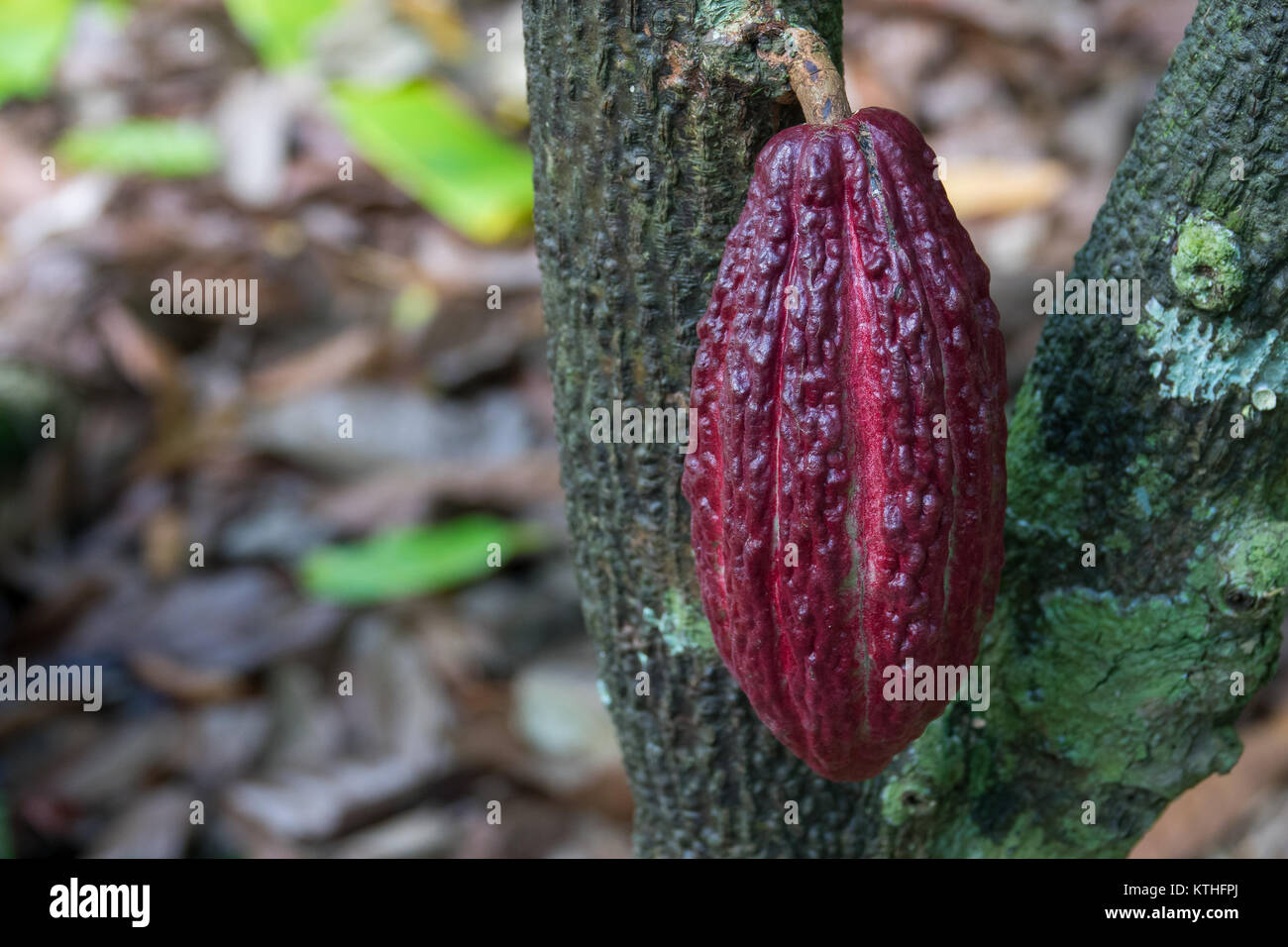 Close up of yellow-orange cacao cocoa fruit or pod in the sunny day on ...