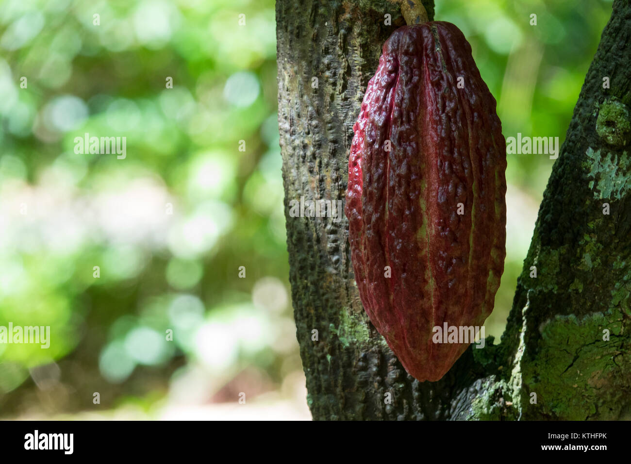 Close up of yellow-orange cacao cocoa fruit or pod in the sunny day on ...