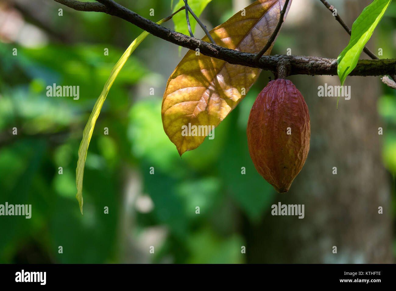 Close up of yellow-orange cacao cocoa fruit or pod in the sunny day on ...