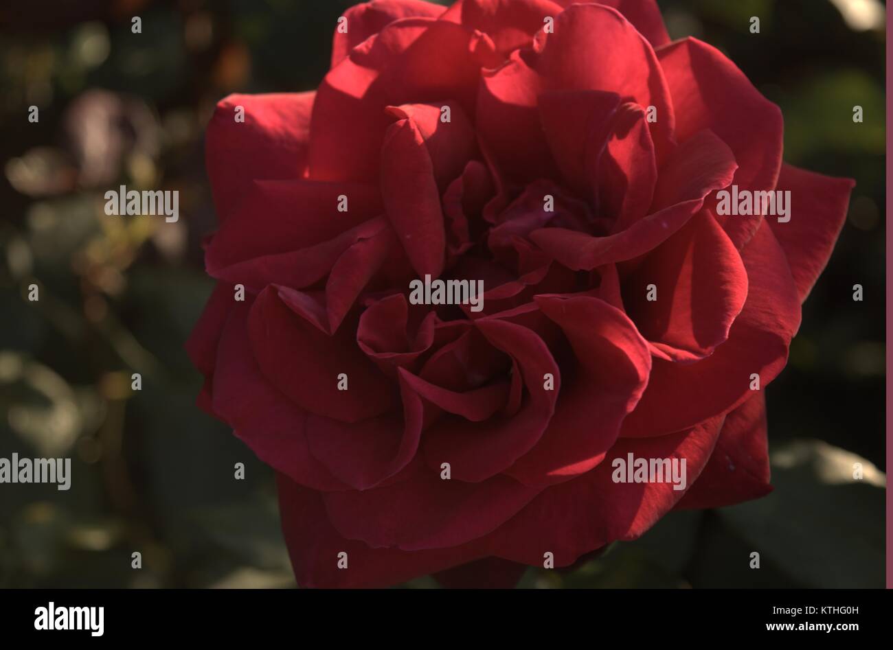 roses flowers close up Stock Photo - Alamy