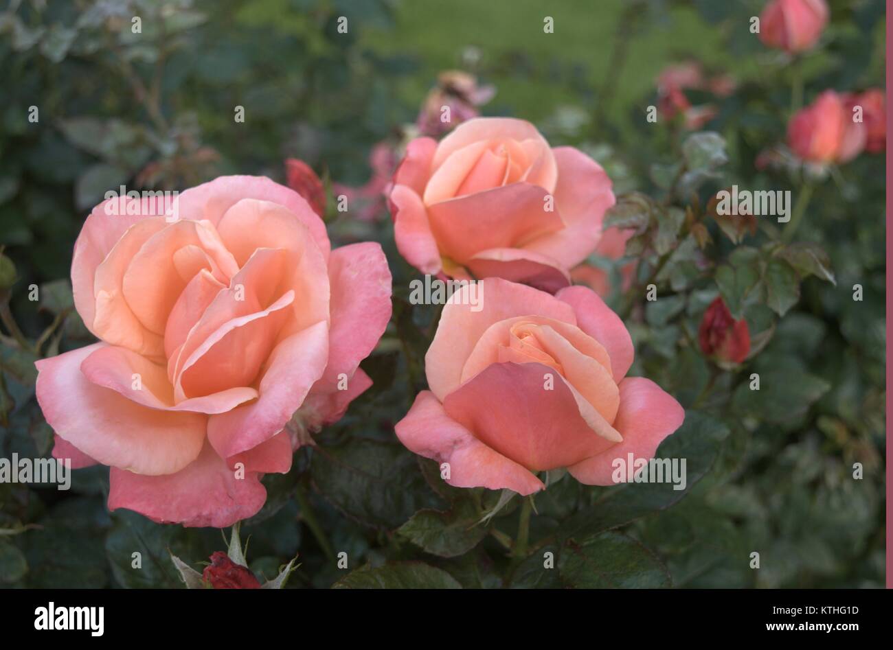 roses flowers close up Stock Photo - Alamy