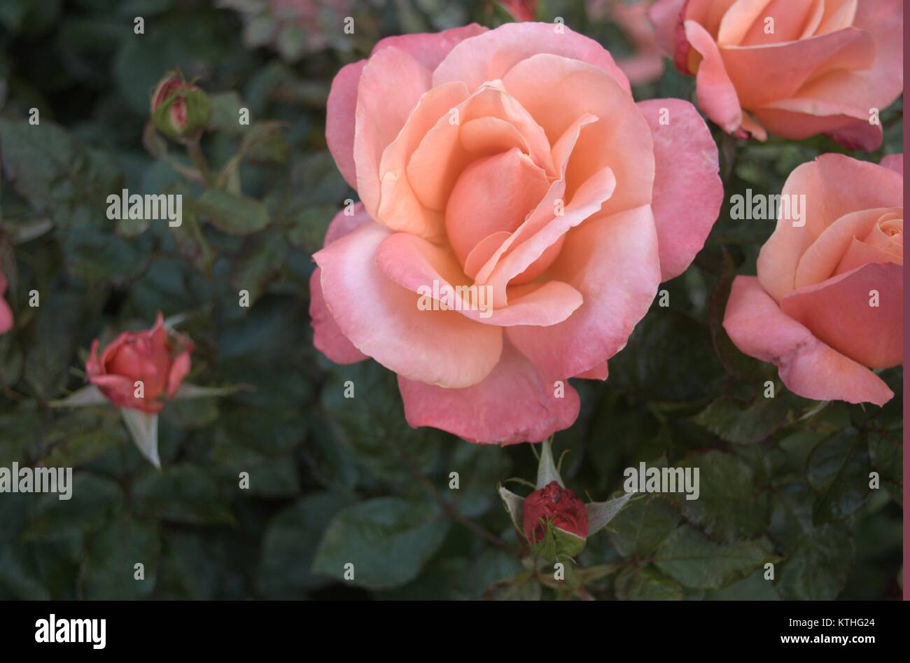 roses flowers close up Stock Photo - Alamy