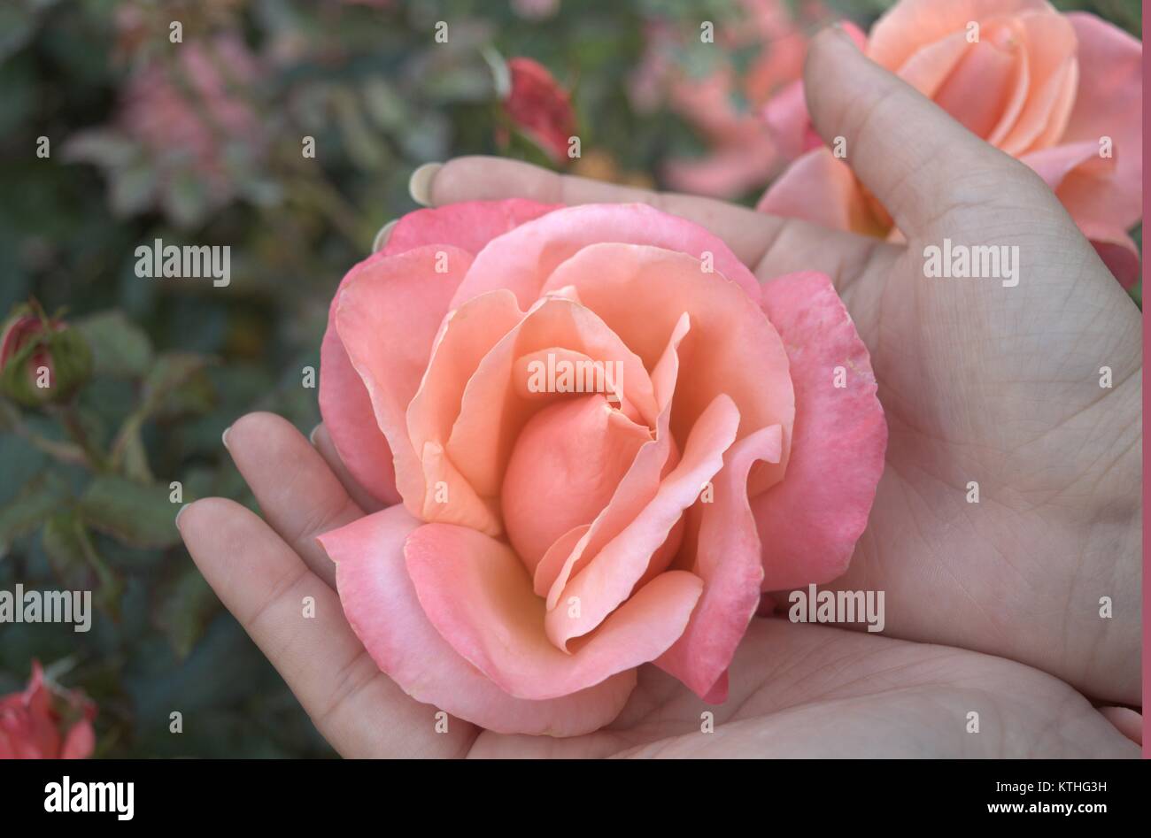 a lady's hand holding pink rose Stock Photo - Alamy