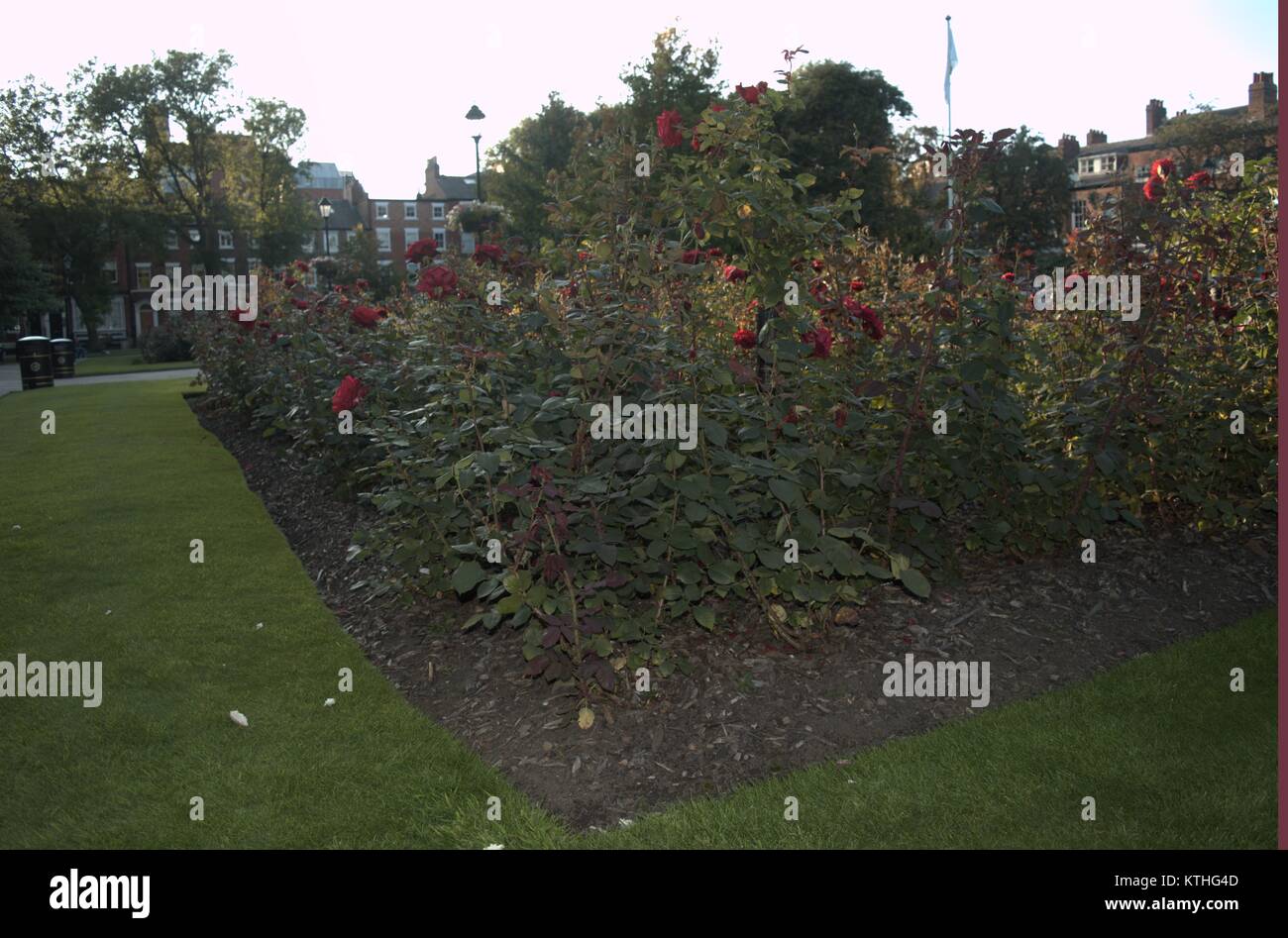 Leeds roses hi-res stock photography and images - Alamy