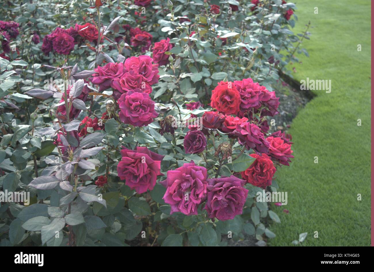 roses bush background Stock Photo - Alamy