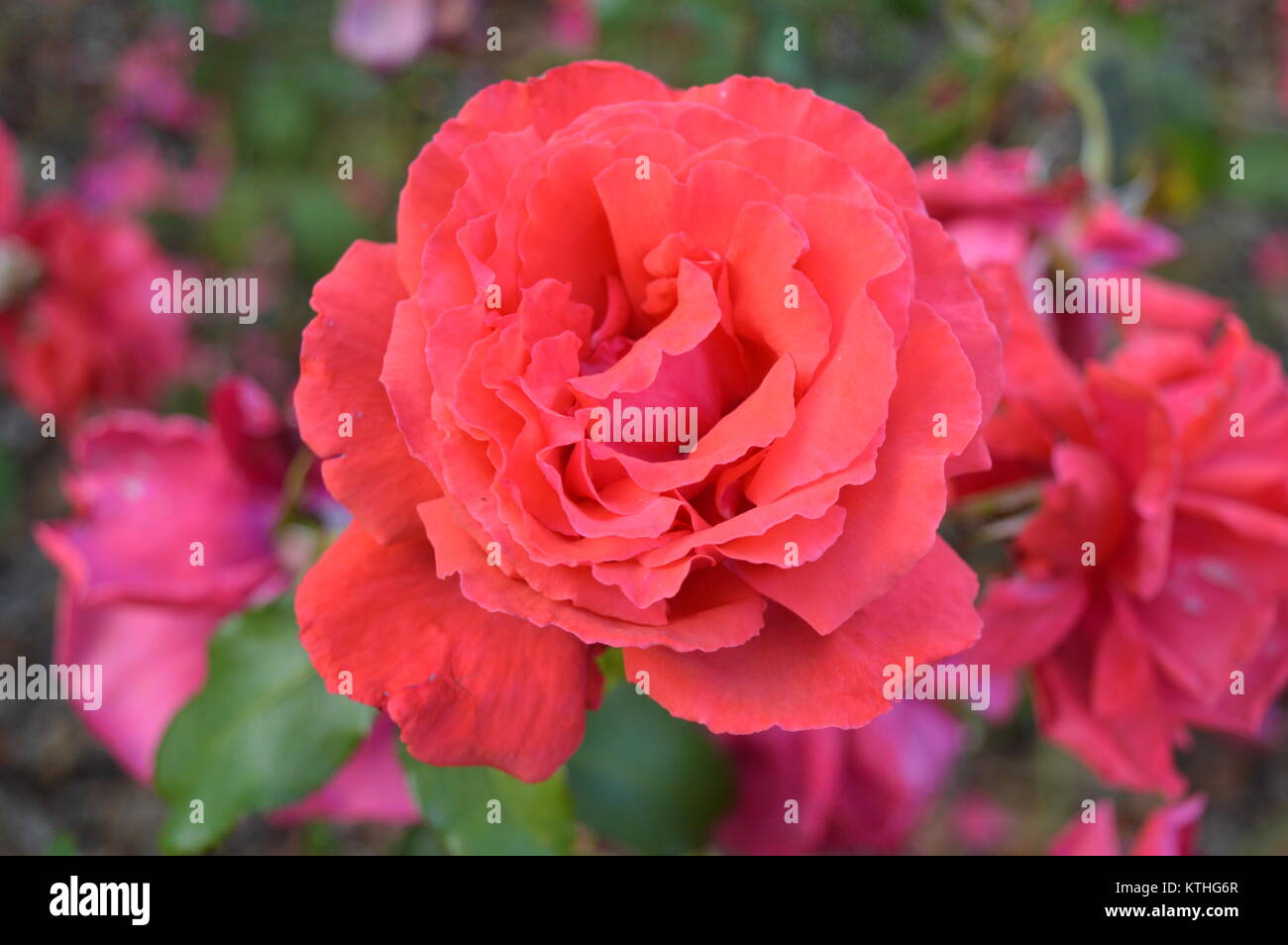 roses flowers close up Stock Photo - Alamy