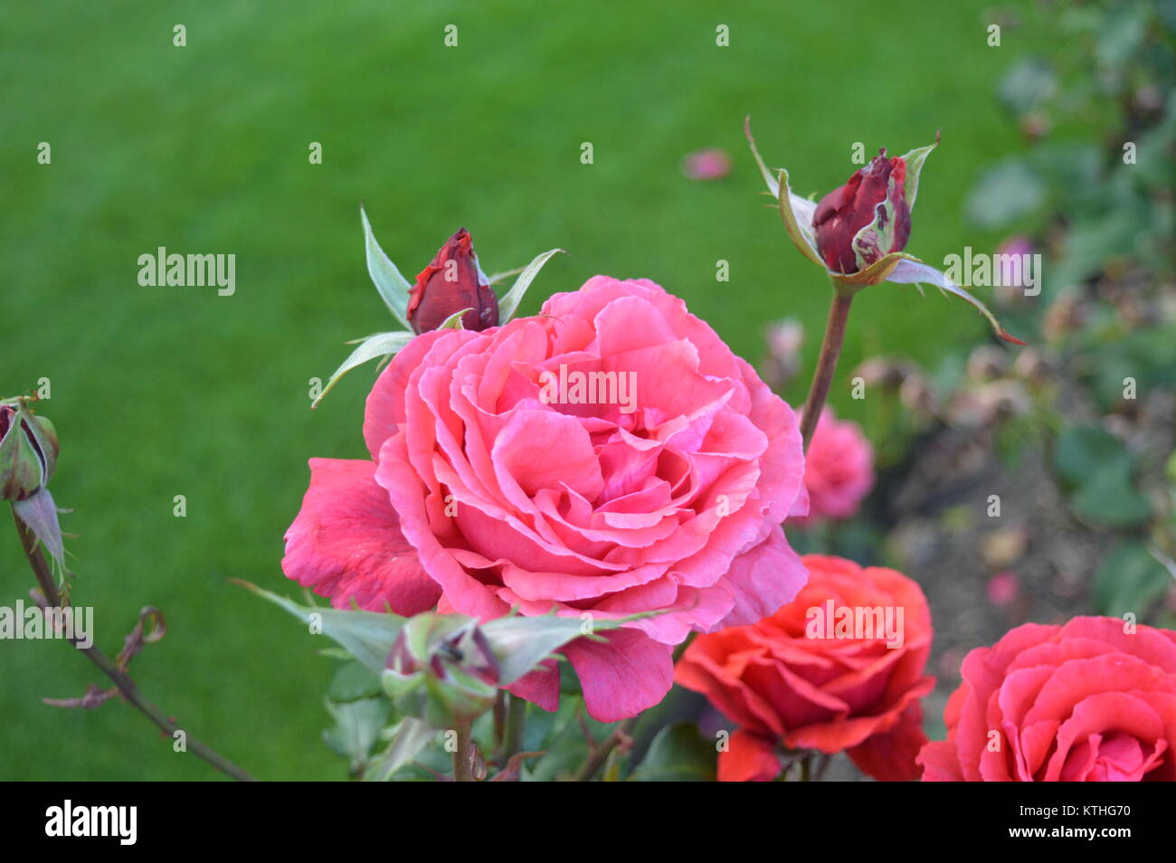 Land of roses hi-res stock photography and images - Alamy