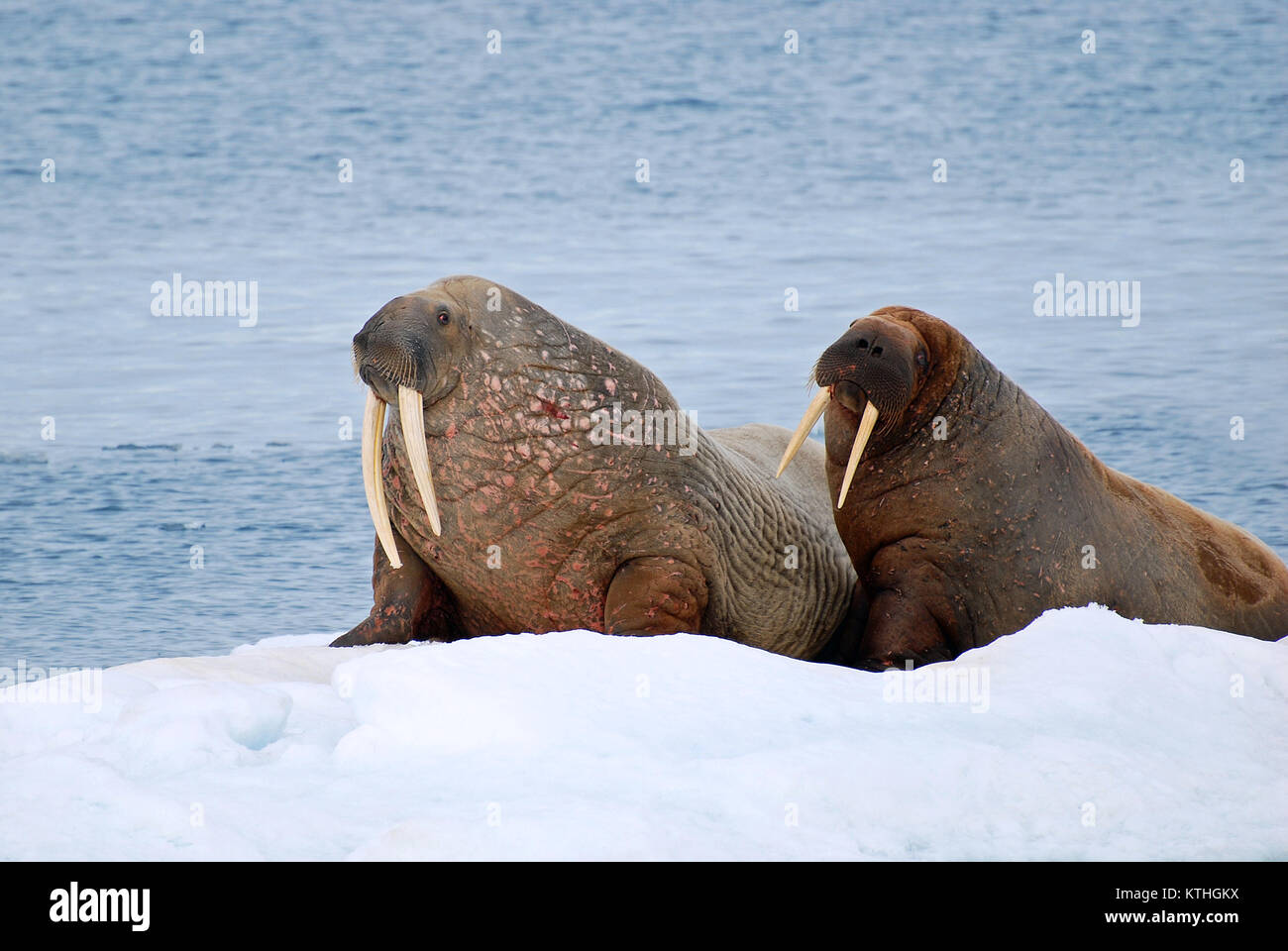 Walruses and two hi-res stock photography and images - Alamy