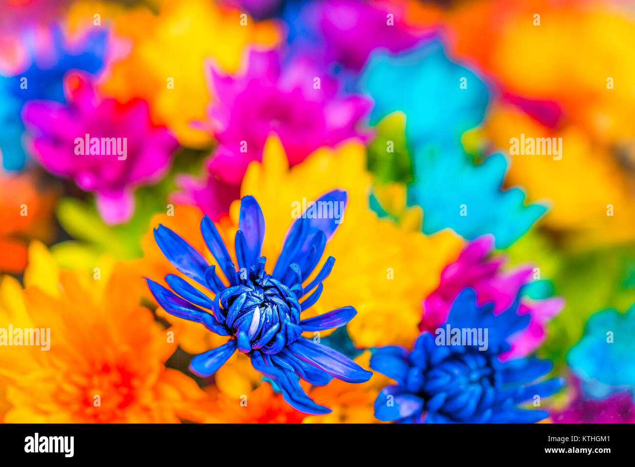Petals are dyed hi-res stock photography and images - Alamy