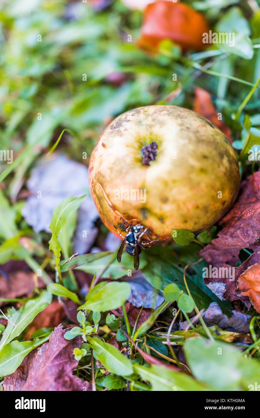 Fallen red apple on ground with white bald faced hornet bee wasp eating ...
