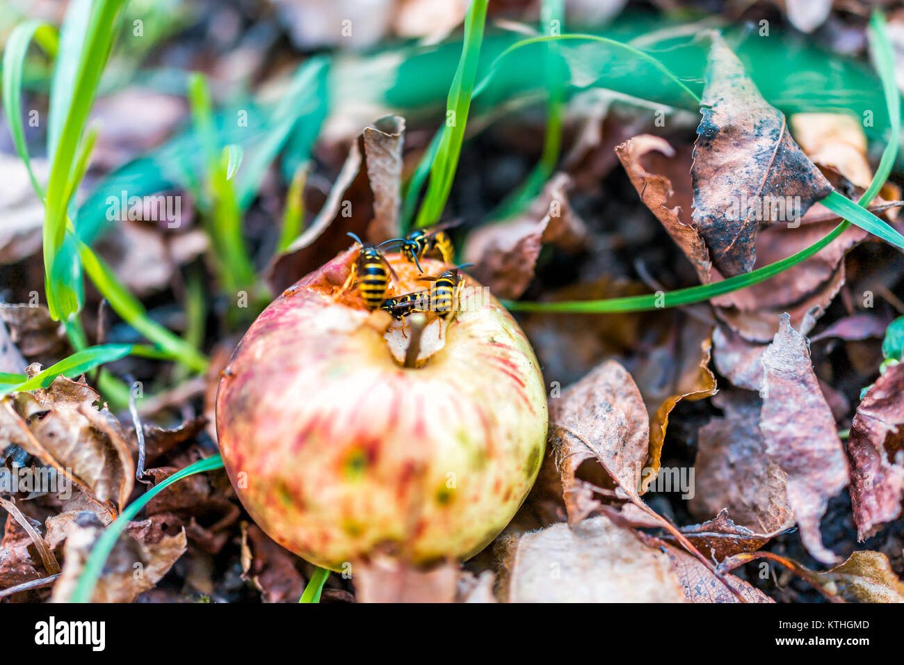 Fallen red apple on ground with many yellow jacket bees eating it ...