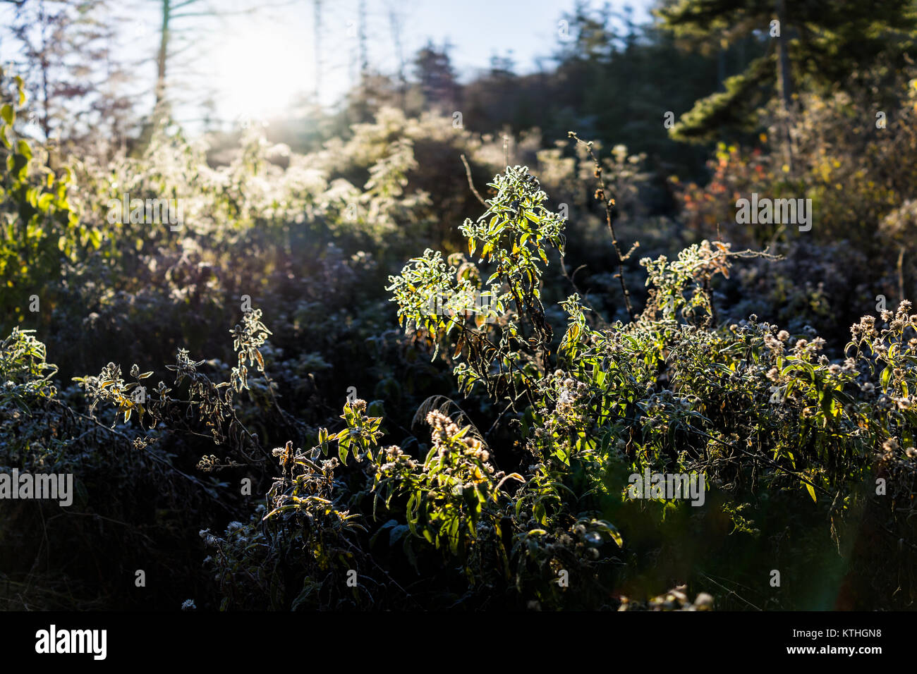 Closeup of white fluffy small many flowers in autumn field dark meadow ...