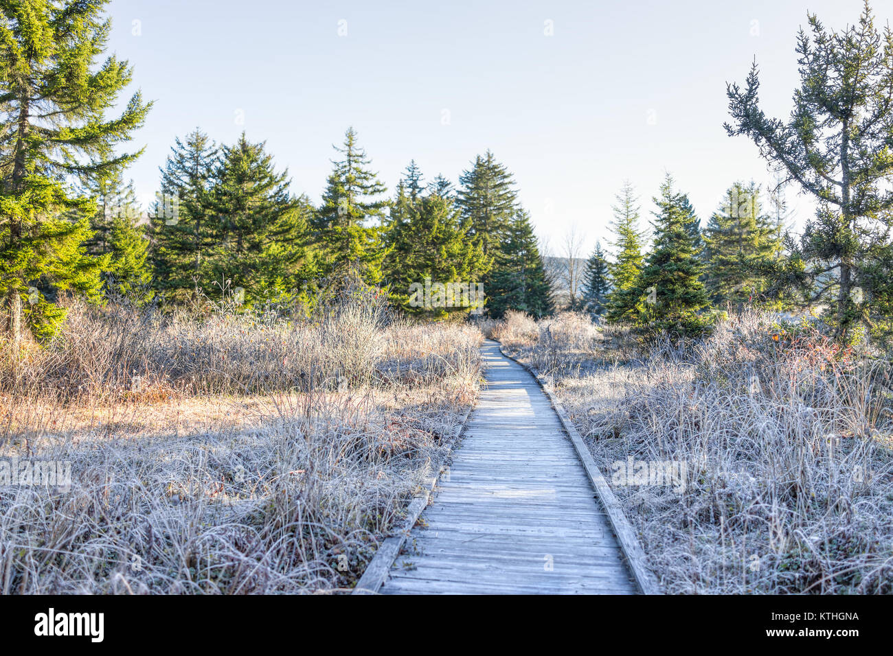 Frost white winter landscape with bushes, boardwalk and morning ...