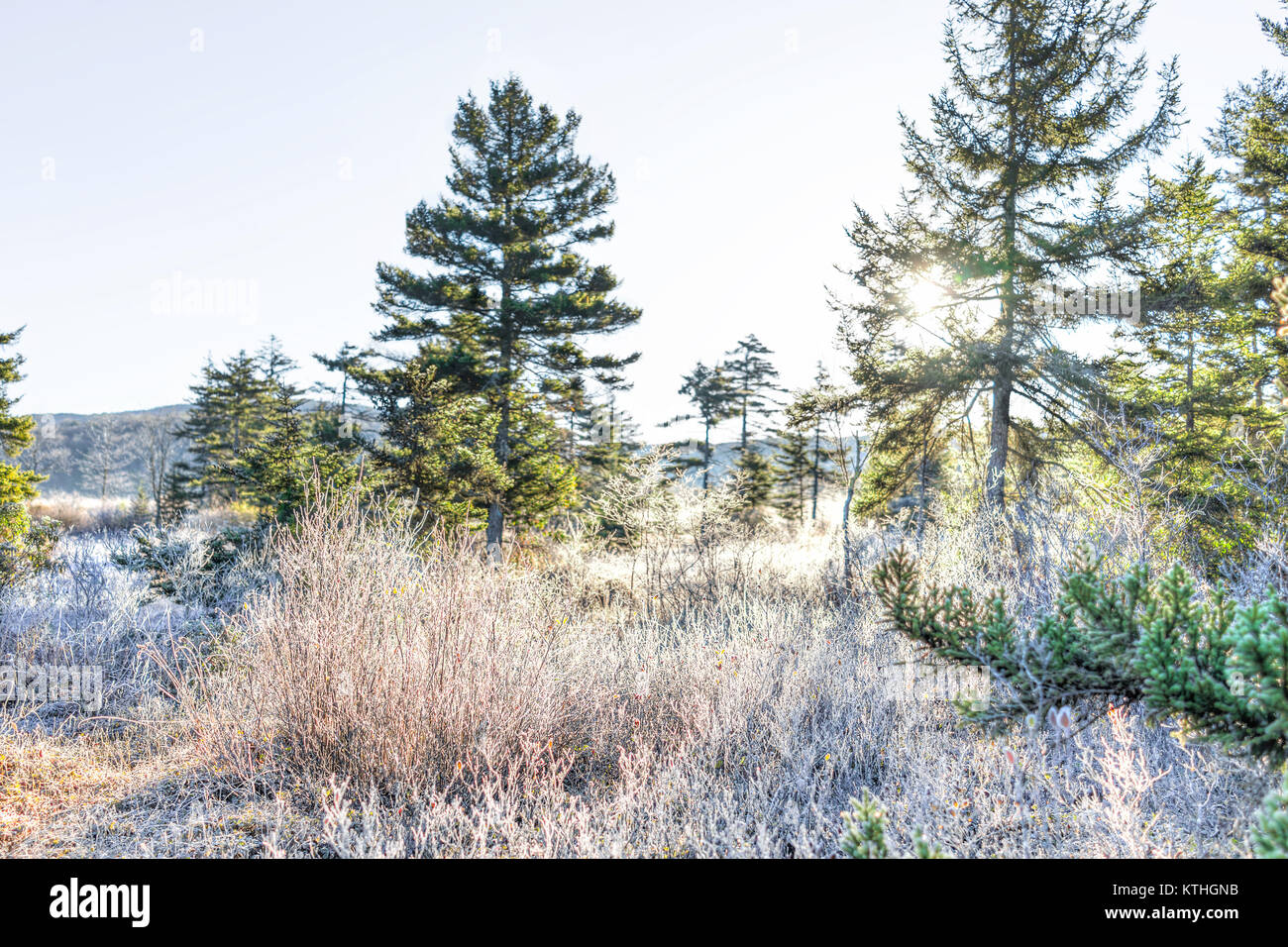 Frost winter landscape with pine trees and morning sun sunlight ...