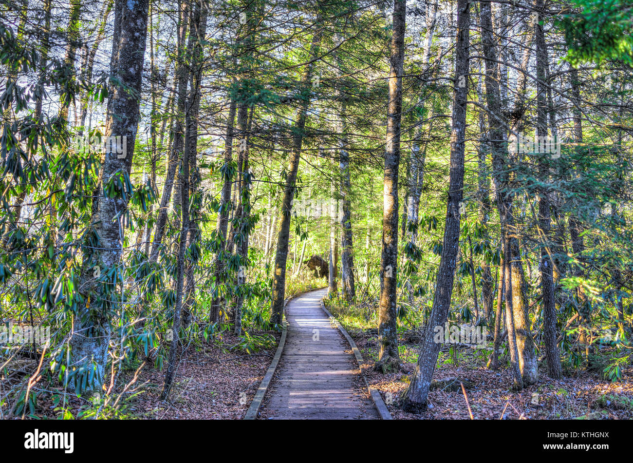 Jungle forest path with wooden boardwalk trail in autumn during sunrise ...