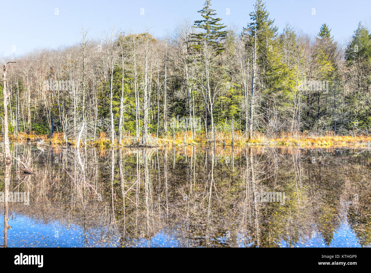 Lake landscape pond marsh reflection with forest of bare, dead trees in ...