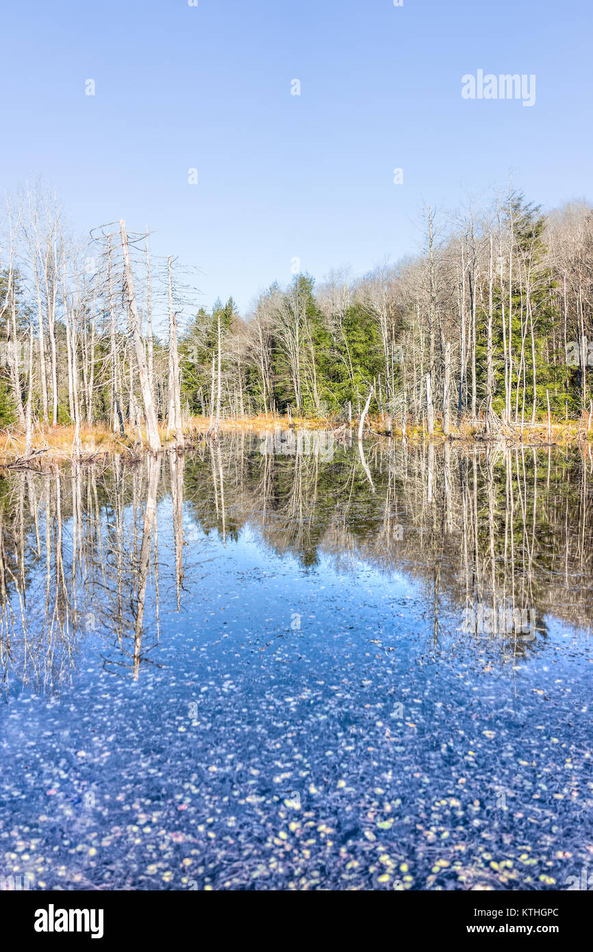 Lake landscape pond marsh reflection with forest of bare, dead trees in ...
