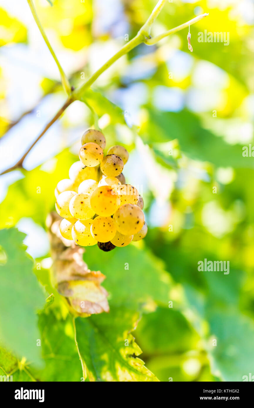 Hanging green overripe grapes macro hi-res stock photography and images ...