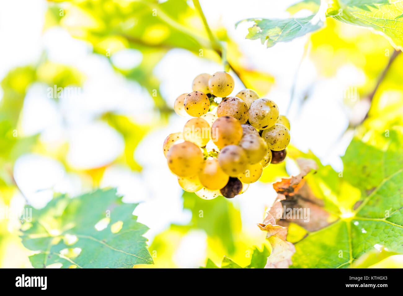 Macro closeup of yellow green grapes hanging on grape vineyard with ...