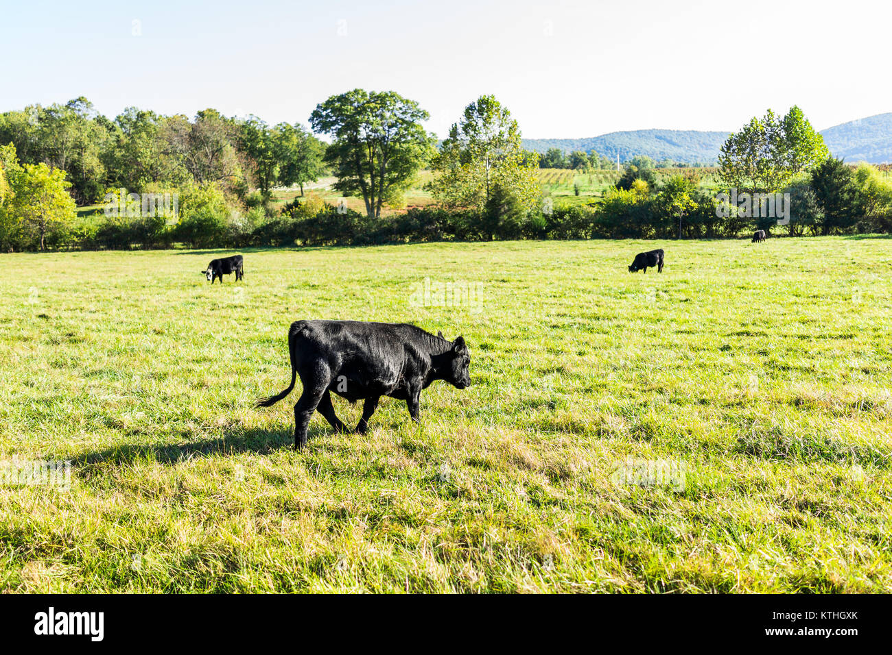 Black cows grazing on pasture in Virginia farms countryside meadow ...