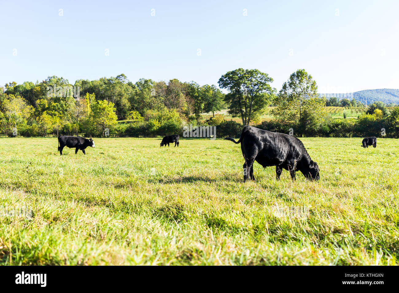 Black Angus Cattle Farm Stock Photos & Black Angus Cattle Farm Stock ...