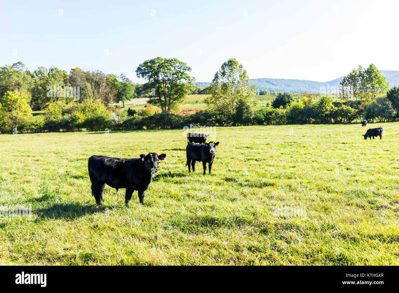 Virginia farms hi-res stock photography and images - Alamy