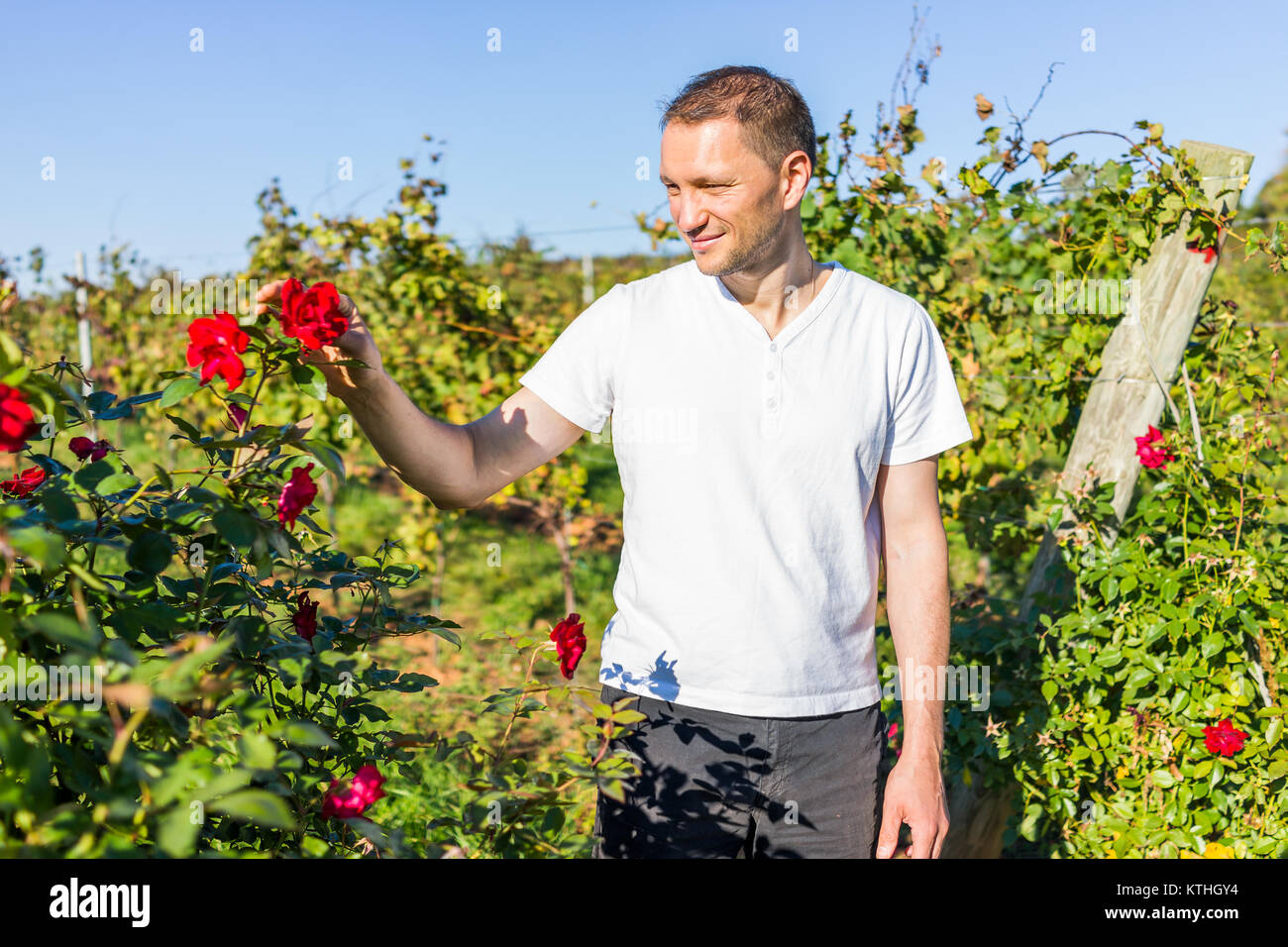 Man red rose in hand hi-res stock photography and images - Alamy