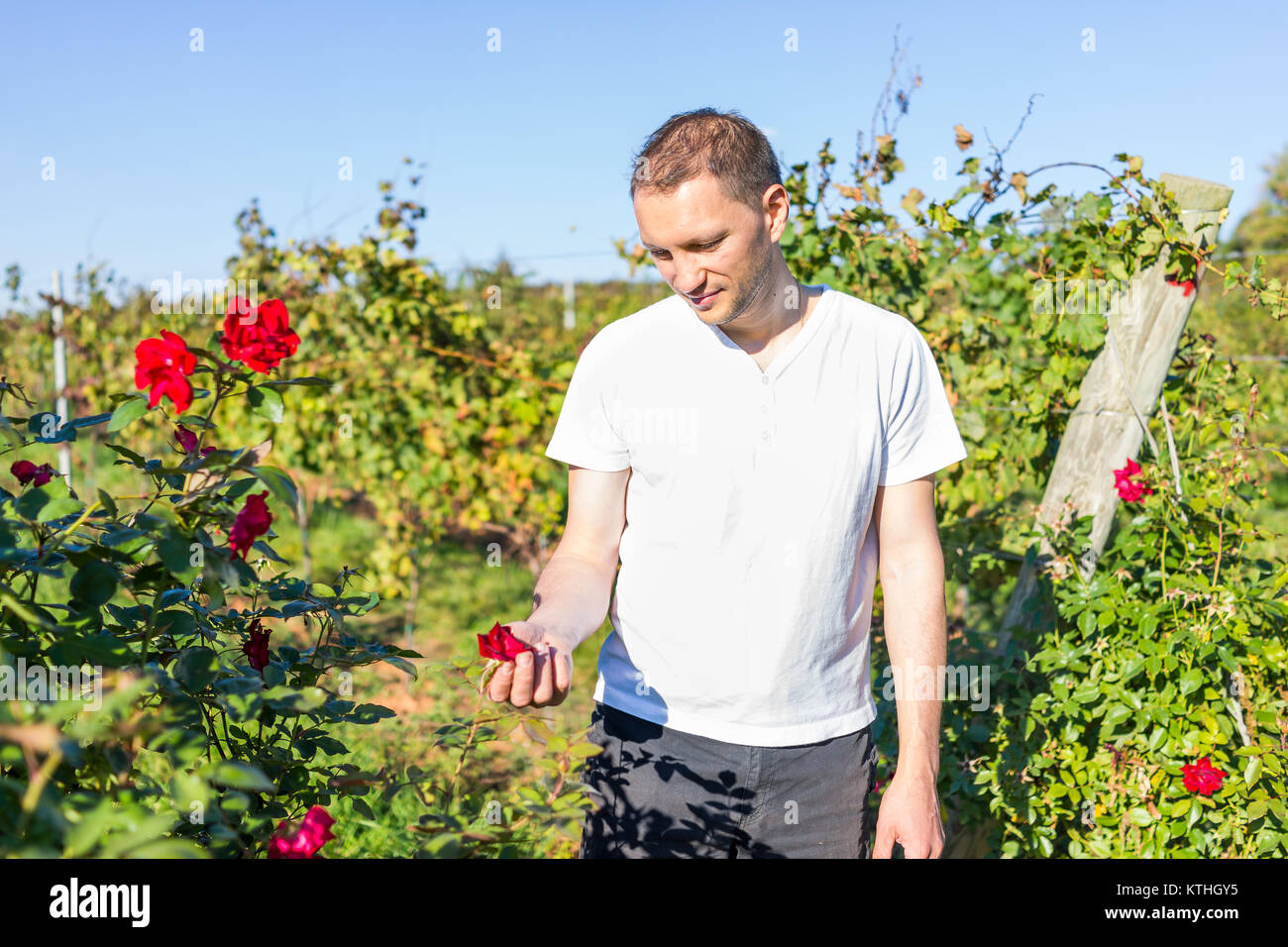Man red rose in hand hi-res stock photography and images - Alamy