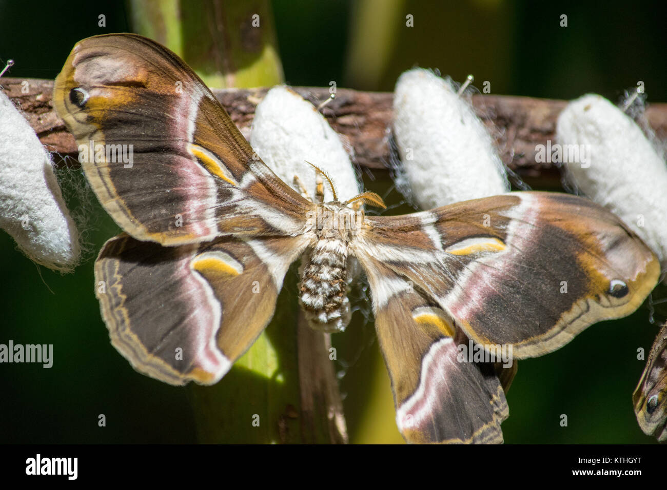 Insect Cocoon Stock Photos & Insect Cocoon Stock Images - Alamy