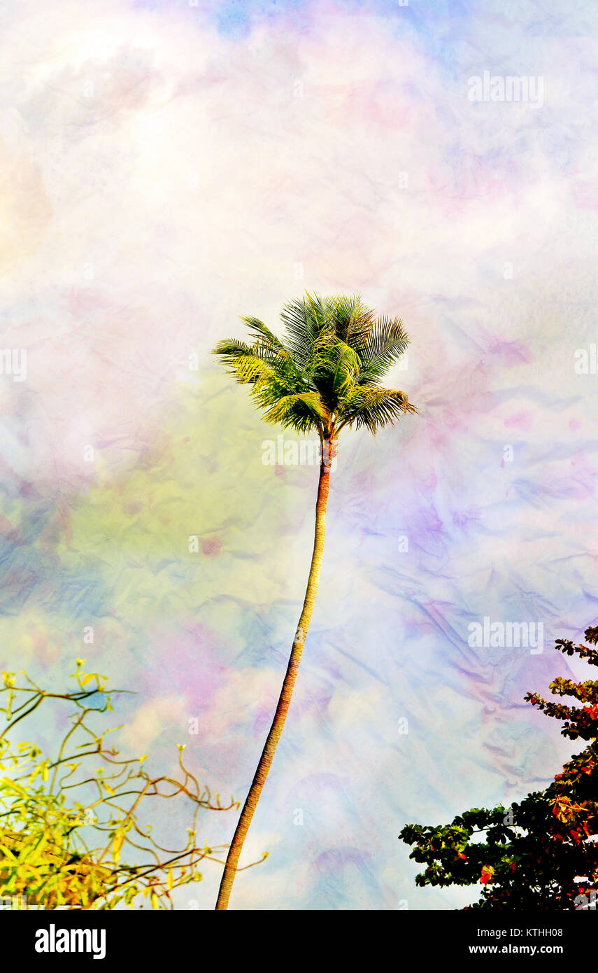 Beautiful green palm tree Stock Photo - Alamy