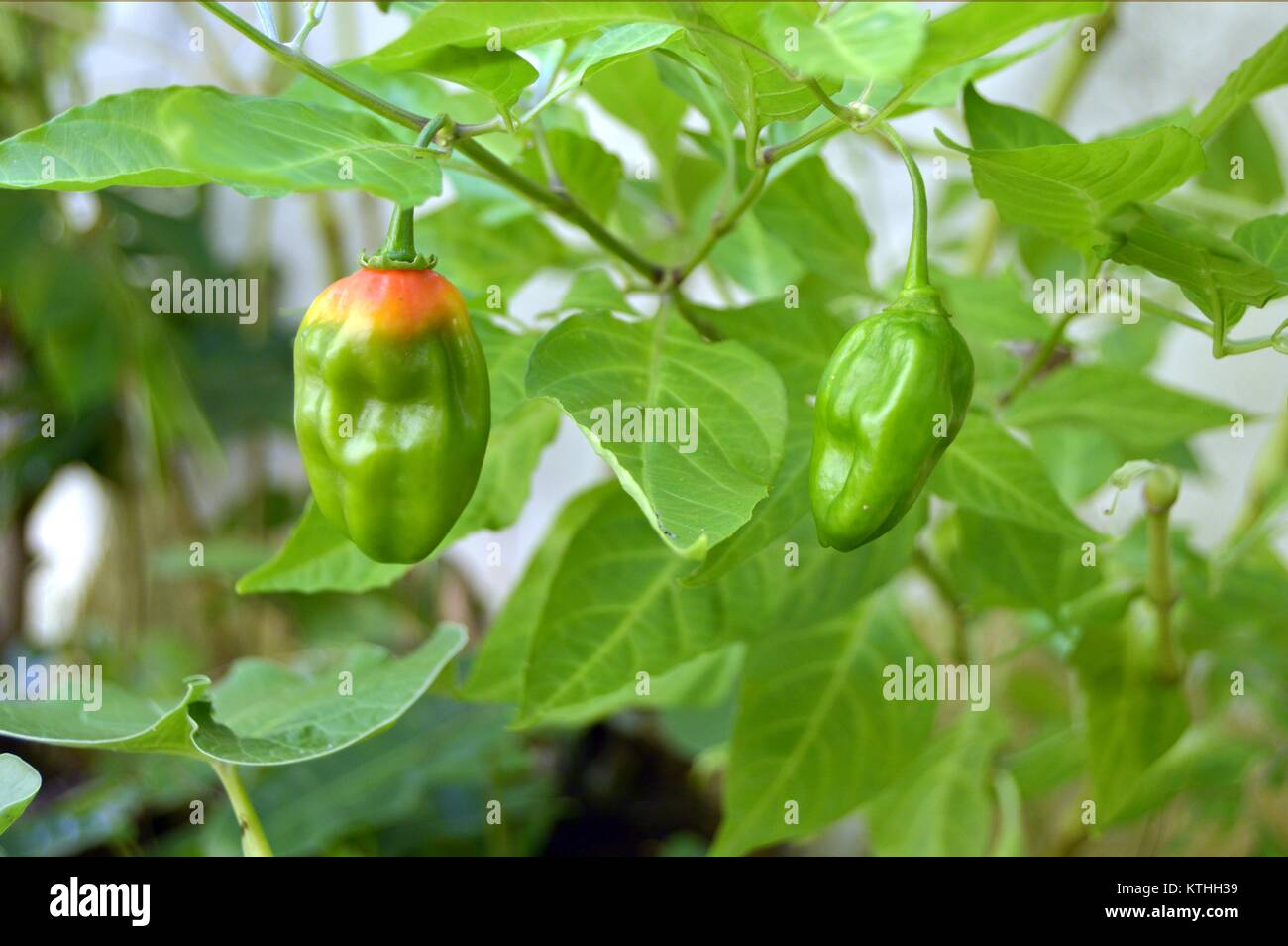 Capsicum chinense plants Stock Photo - Alamy