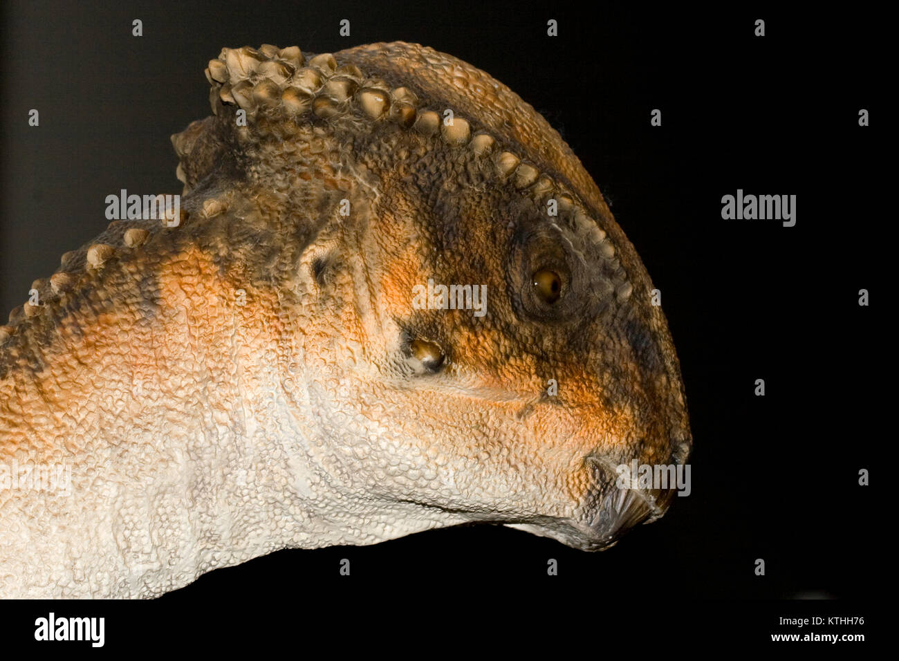 Stegoceras validum, fossil dinosaur Stock Photo - Alamy