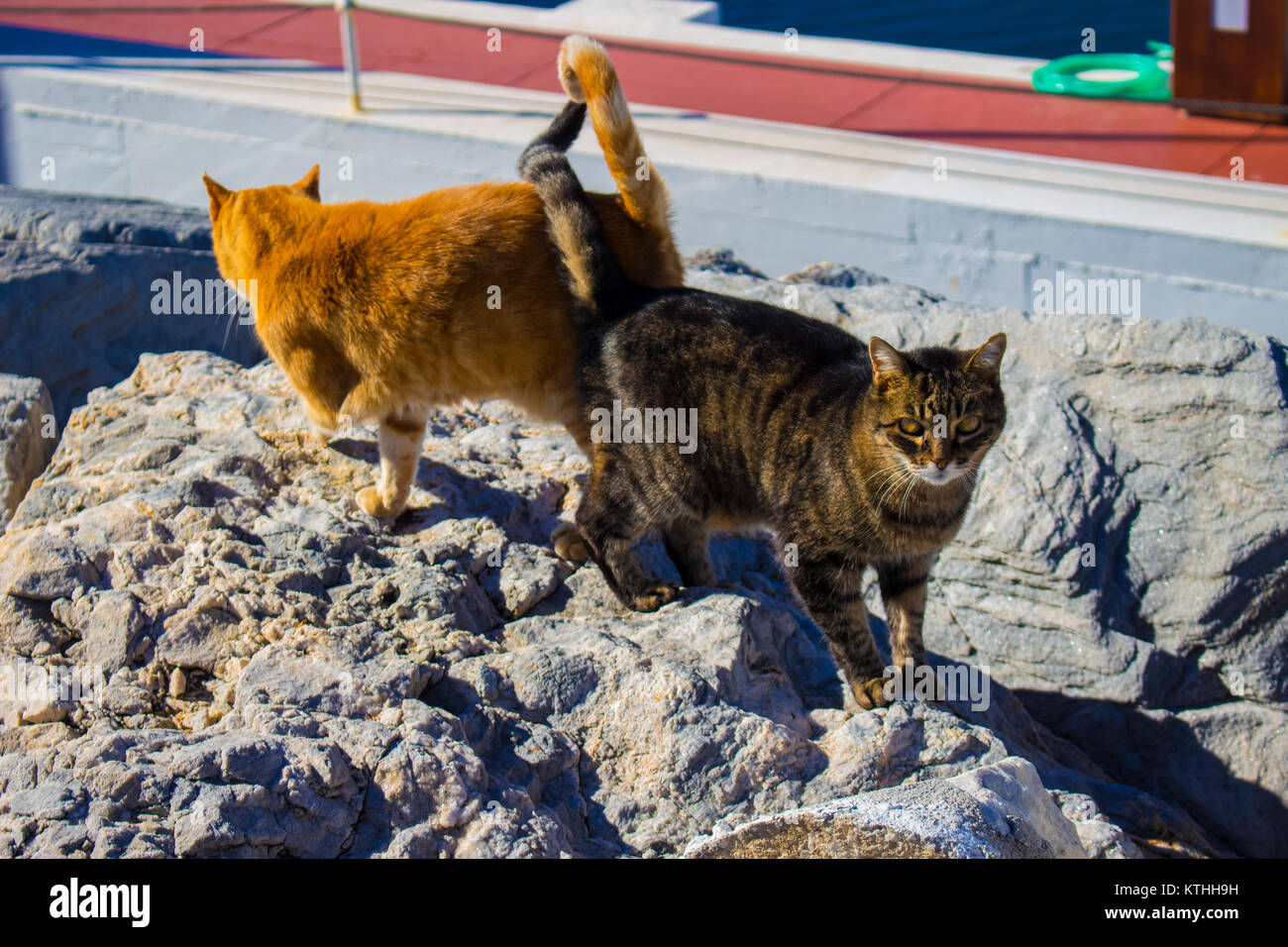 Cat. Port cats are basking in the sun. Port of Puerto Banus, Marbella ...