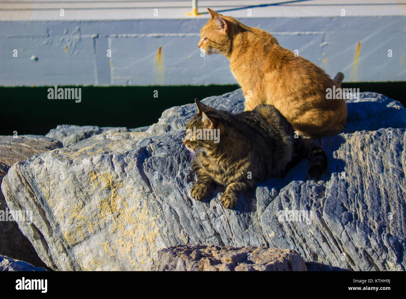 Cat. Port cats are basking in the sun. Port of Puerto Banus, Marbella ...