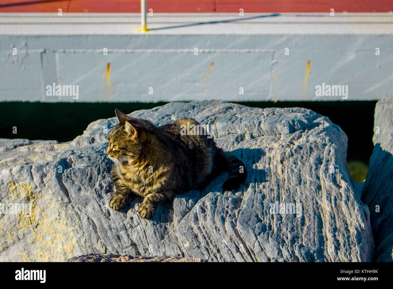 Cat. Port cats are basking in the sun. Port of Puerto Banus, Marbella ...