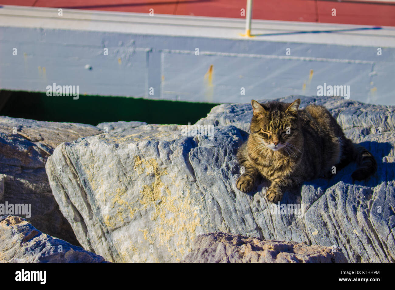 Cat. Port cats are basking in the sun. Port of Puerto Banus, Marbella ...