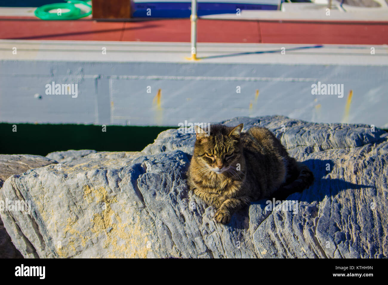 Cat. Port cats are basking in the sun. Port of Puerto Banus, Marbella ...