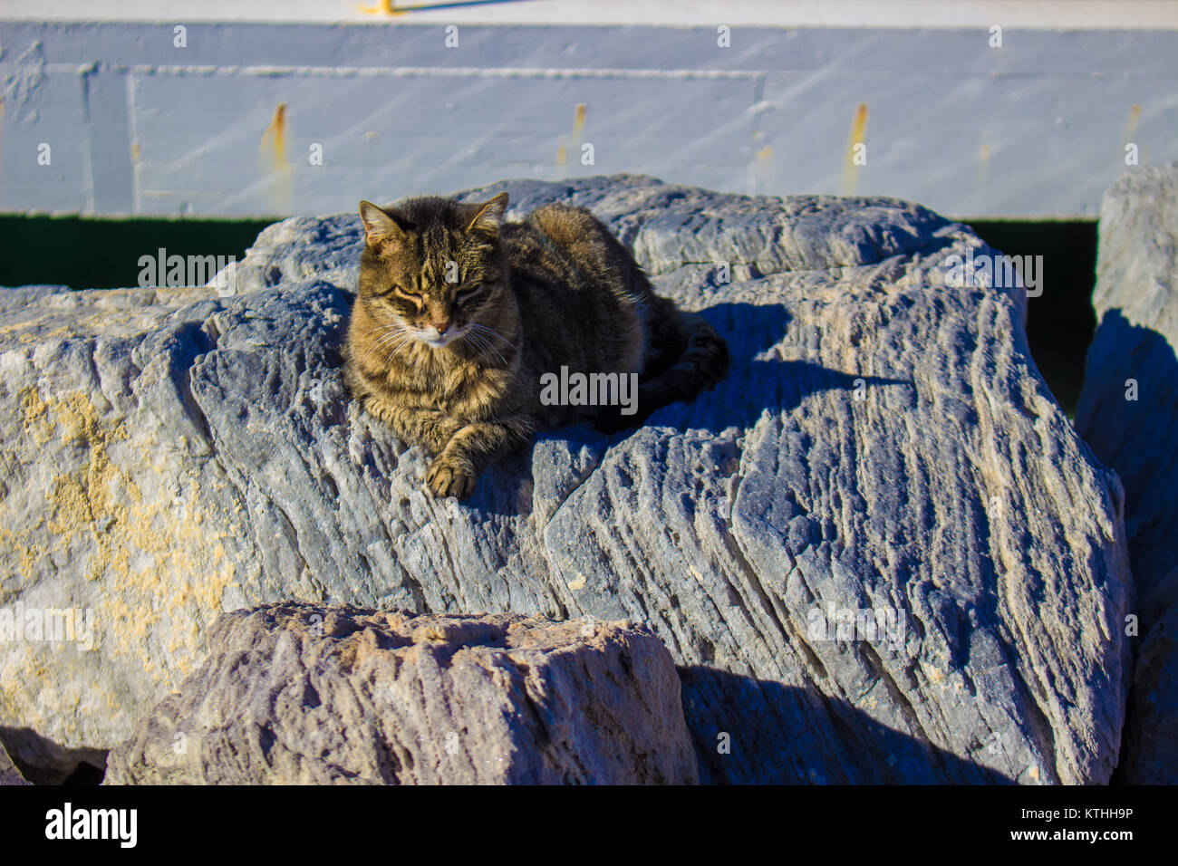Cat. Port cats are basking in the sun. Port of Puerto Banus, Marbella ...